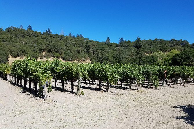 6 Hour Sonoma Pinot Noir and or Zinfandel Wine Tasting Tour - Authenticity and Value: What Travelers Are Saying (Based on Reviews)