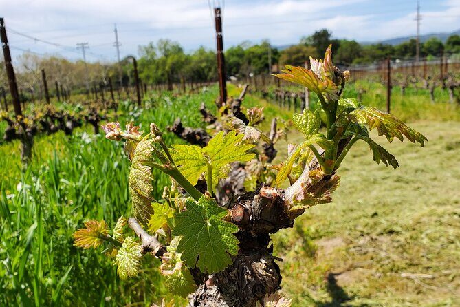 6-Hour Sparkling Wine Tour of Napa Valley - Analyzing the Cost and What You Get