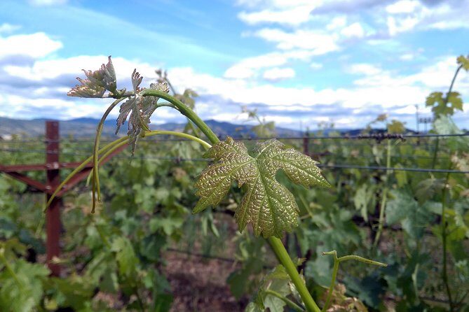 6 Hour Variety Wine Vineyard Tour in Napa Valley - The Value Proposition