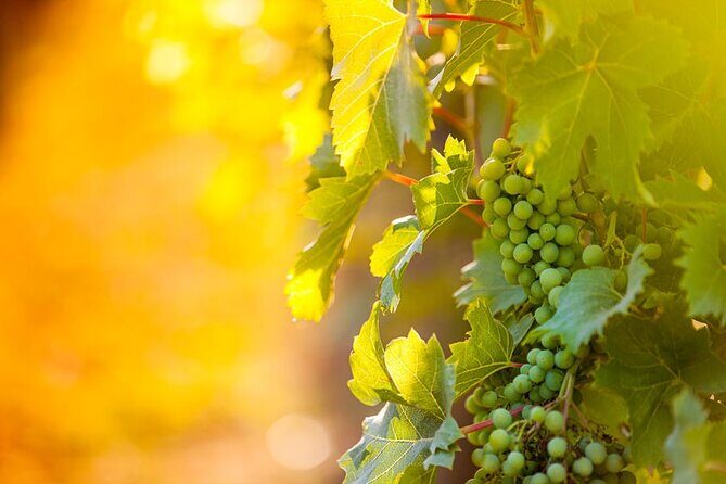6 Hour Wine, Cheese, Chocolate Tasting Tour with Lunch - A Deep Dive into the Experience