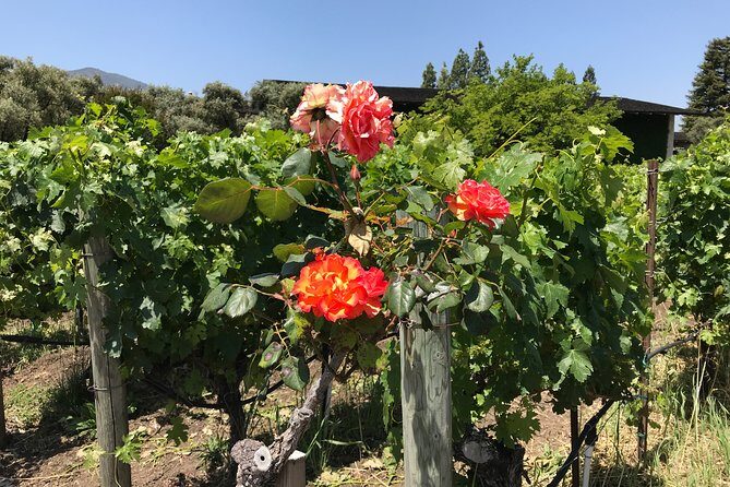 6-Hours Customized Private NAPA Valley Wine Tour From San Francisco Bay Area - A Deep Dive into the Napa Valley Private Wine Tour