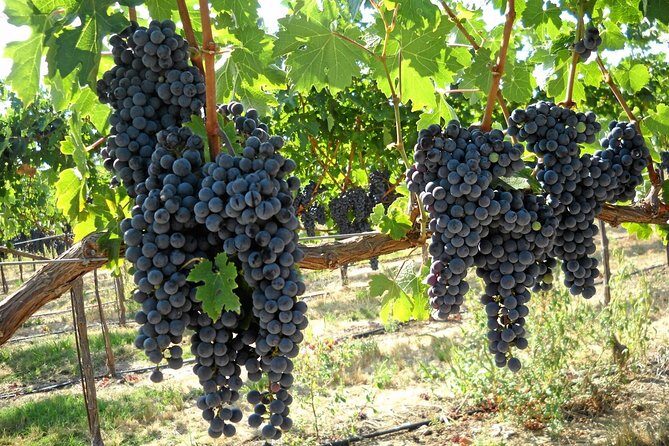 6-Hours Customized Private SONOMA Valley Wine Tour From San Francisco Bay Area - A Comprehensive Look at the Sonoma Valley Private Wine Tour