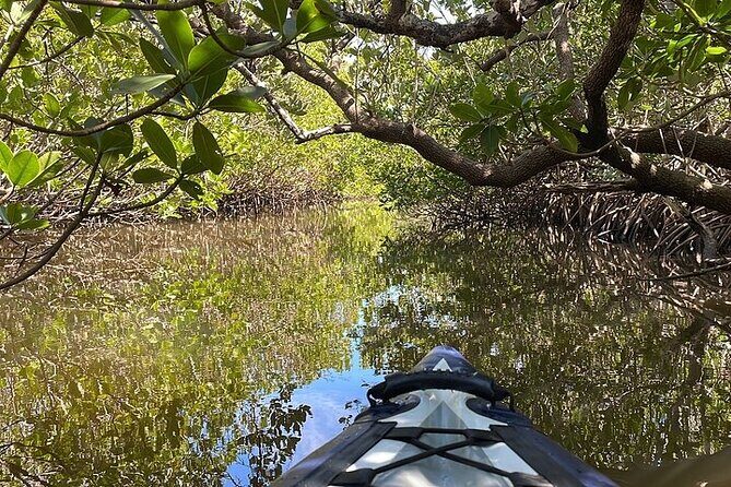 6-Hr Tropical Mangroves, Coastal River and Ocean Wildlife Watch - Comparing the Value and Why It Stands Out
