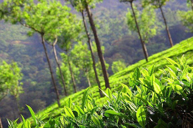 6 Nights 7 Days Kerala Private tour with Hillstations,Backwater &Beaches - Exploring Kerala: The Detail-Driven Itinerary