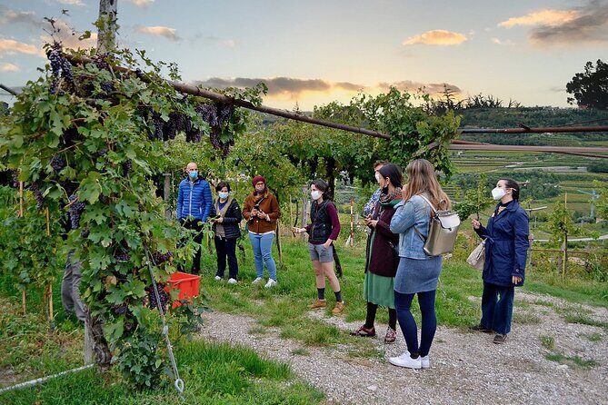 6 Wine Tasting in Valpolicella Classica: the cradle of Amarone - The Experience’s Strengths and Drawbacks