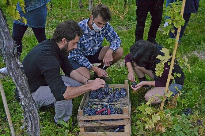 6 Wine Tasting in Valpolicella Classica: the cradle of Amarone - Final Thoughts