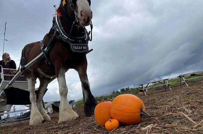 60-minute Haunted Halloween Tour - Authentic Feedback: What Past Participants Say