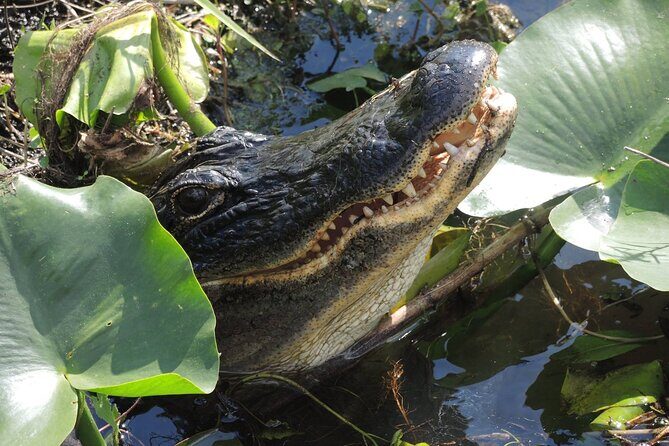60 Minute Small Group Semi Private Everglades River Of Grass Airboat Charter - Authentic Experiences and Why They Matter