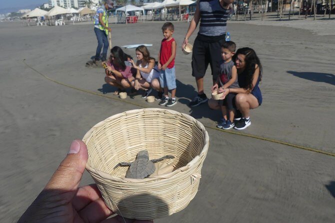 6Hr Cruise or Hotels City Tour, Divers, Baby Turtles Peace Chapel - FAQ