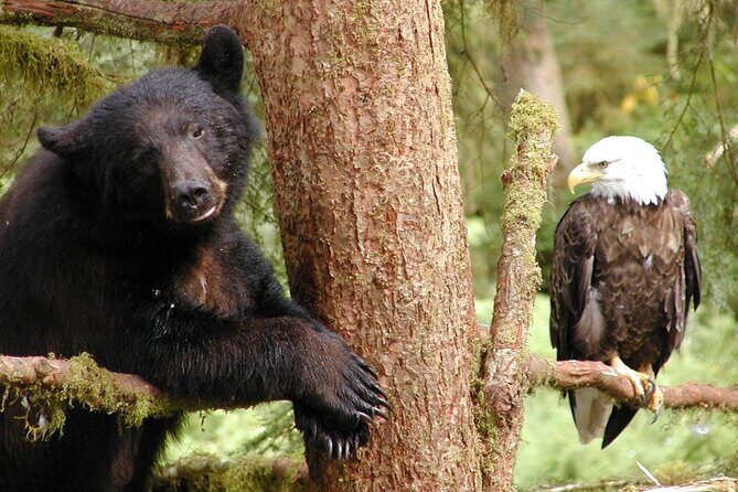 6hr Custom Private Tour of Ketchikan (4 People) Wildlife + More - A Detailed Look at the 6-Hour Private Tour of Ketchikan with Wildlife and More
