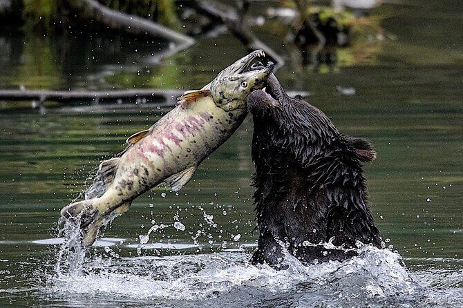 6hr Custom Private Tour of Ketchikan (4 People) Wildlife + More - Key Points