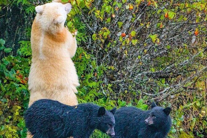 6hr Custom Private Tour of Ketchikan (4 People) Wildlife + More - The Itinerary Breakdown