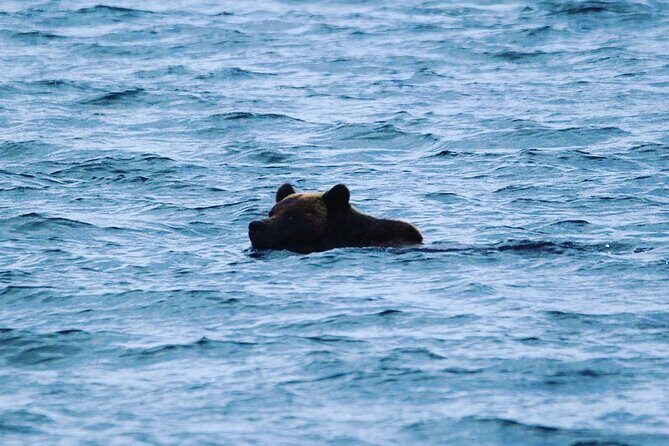6hr Custom Private Tour of Ketchikan (4 People) Wildlife + More - Who Will Love This Tour?
