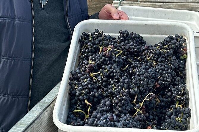 6hr Martinborough Chefs shared wine tour  lunch from Wellington - Final Thoughts