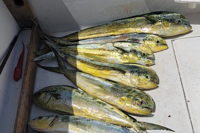 6hr Offshore Big Game Fishing Adventure - Frequently Asked Questions