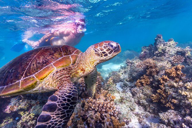 7-Day Exmouth Explorer via Pinnacles Monkey Mia Ningaloo Reef returning to Perth - Final Thoughts: Who Will Love This Tour?