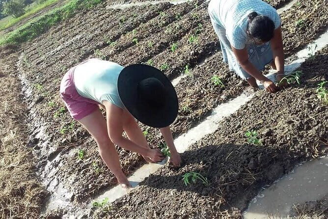 7 Day Experience of Sri Lankan Indigenous Medicine With Meals - A Closer Look at the 7-Day Itinerary