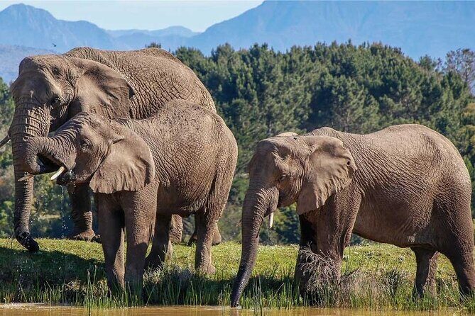 7-Day Garden Route Safari Adventure from Cape Town - A Closer Look at the 7-Day Garden Route Safari