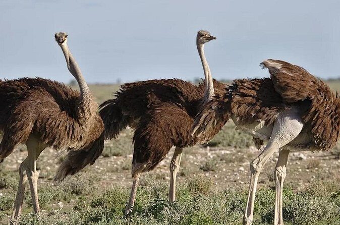 7-Day Garden Route Safari Adventure from Cape Town - Day 4: Marine Life and Farms