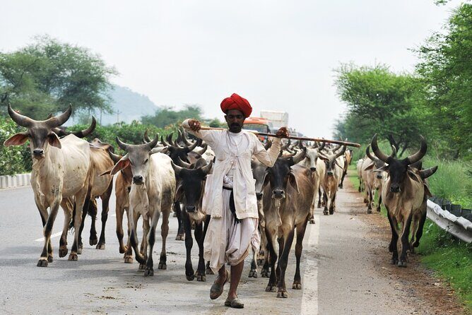 7 Day Golden Triangle with Udaipur-Delhi Agra Jaipur Udaipur Tour - Practical Considerations