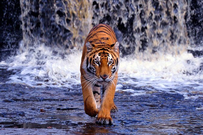 7 Day Golden Triangle with Wildlife - Taj Tigers Leopards Birds - FAQs
