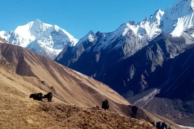 7 Day Guide Only for Private Langtang Trek from Kathmandu - Breaking Down the Itinerary: What Youll Experience