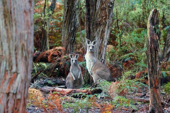 7-Day Magnificent Melbourne and Surrounds Guided Tour - Unique Experiences: Phillip Island and Penguin Parade