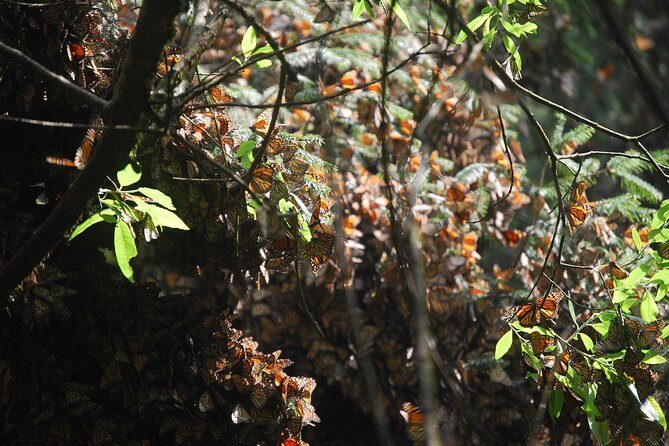 7 Day-Monarch Butterfly Ecofriendly Tour in Mexico - Final Thoughts: Is It Worth It?