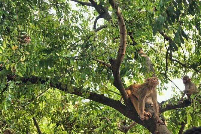 7 Day Private Tour in Nepal - Final Day: The Medieval Charm of Bhaktapur and Thamel Shopping