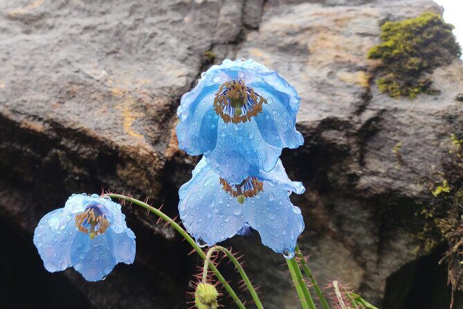 7 Day Tour to Valley of Flowers and Auli Hiking Adventure - Visiting the Valley of Flowers: What to Expect