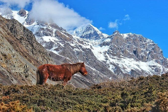7 Day Trekking Tour from Kathmandu to Langtang Valley - About the Guides and Reviews: Real Experiences Matter
