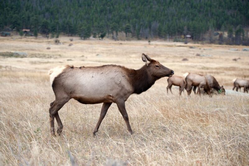7-Day Yellowstone National Park Rocky Mountain Explorer - FAQ