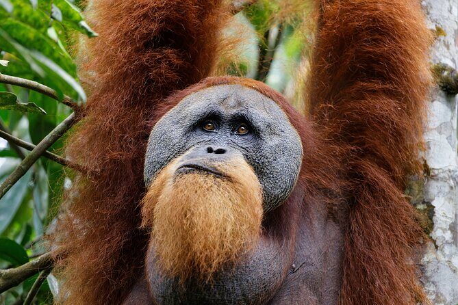 7 Days 6 Nights North Sumatra Tour (Bukit Lawang-Berastagi-Lake Toba) - What Makes This Tour Special?