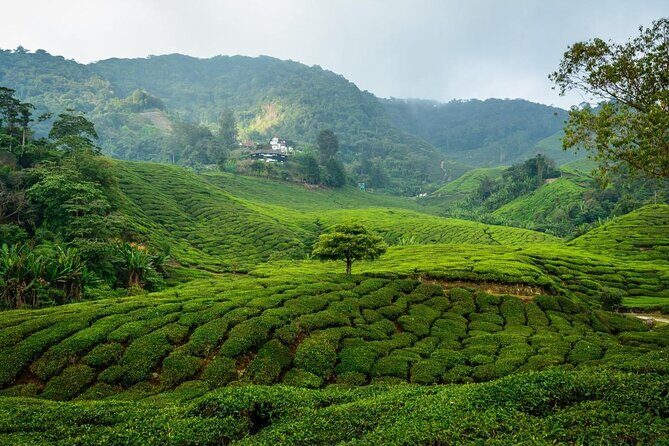 7-Days Best of Malaysia - A Straightforward Look at the 7-Day Best of Malaysia Tour
