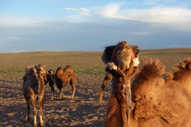 7 days Central Mongolia and Great Gobi - Key Points