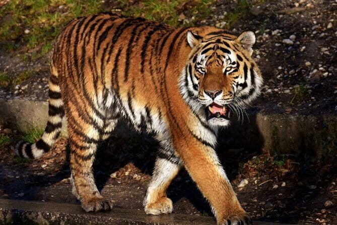 7 Days Golden Triangle Jodhpur Udaipur Tour - Who Is This Tour Best For?