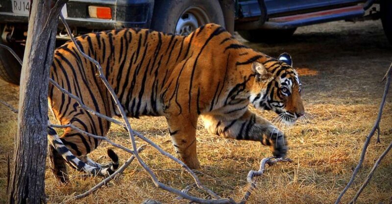 7 days india Taj Mahal tour with ranthambore tiger safari - Exploring the 7-Day India Taj Mahal Tour with Ranthambore Tiger Safari