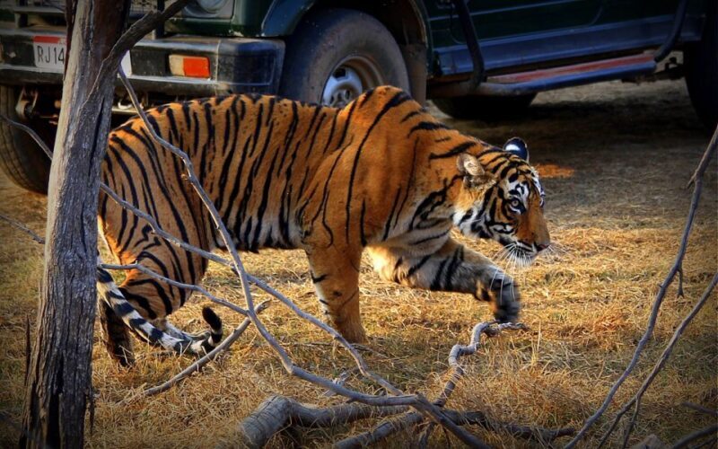 7 days india Taj Mahal tour with ranthambore tiger safari - Key Points