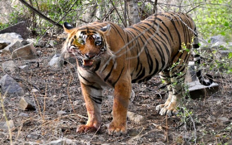 7 days india Taj Mahal tour with ranthambore tiger safari - Wrapping Up