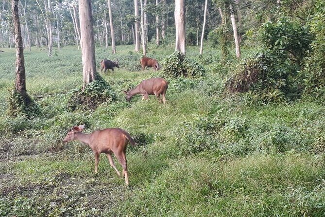 7 Days Kathmandu - Pokhara - Chitwan - Lumbini Tour - What Does the Tour Include and What Costs Extra?