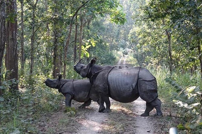 7 Days Kathmandu,Pokhara ,Chitwan and Lumbini Tour - What Travelers Say