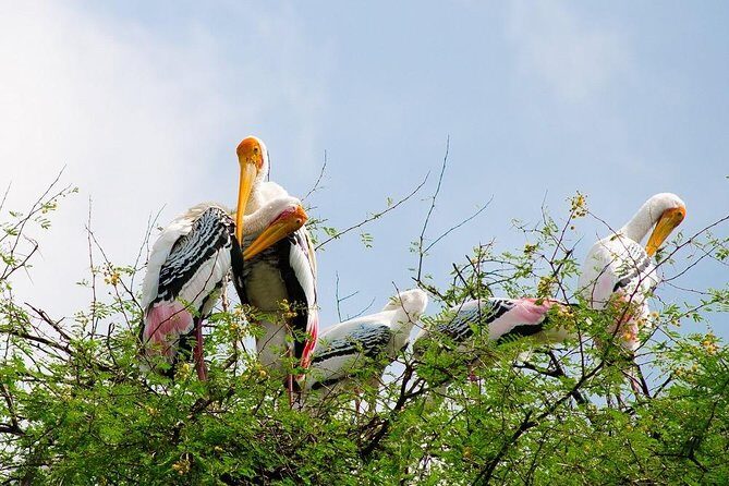 7 - Days Private Golden Triangle Tour with Bird Sanctuary - The Experience in Detail