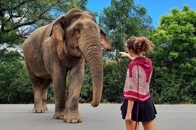 7 Days Private Guided Tour in Around Sri Lanka - Starting Point: Negombo and Transition to Cultural Riches