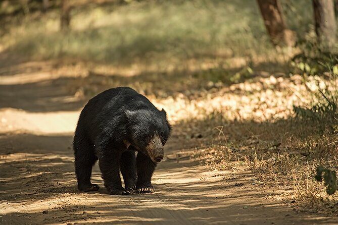 7 Days Private Tour of Taj Mahal, Tigers, Palace and Forts of India - Who Will Love This Tour?