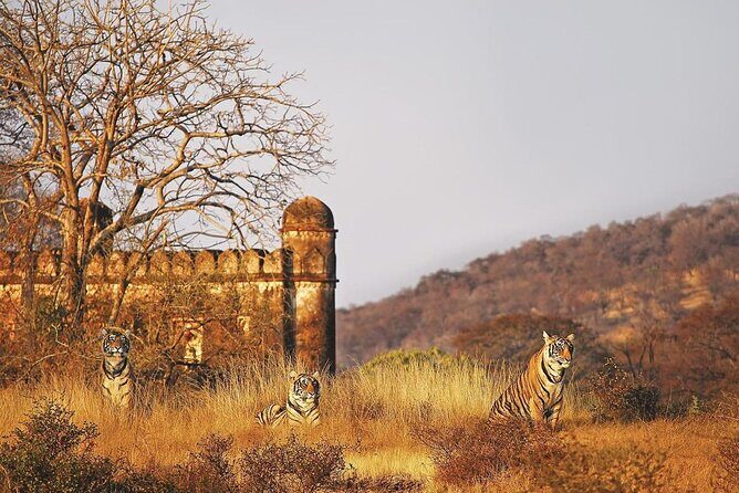 7 Days Ranthambore Tiger Safari and The Golden Triangle Tour - Exploring the Tour: An In-Depth Look