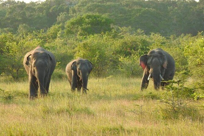 7 Days Sri Lanka Adventure and Culture Tour - Who Will Love This Tour?