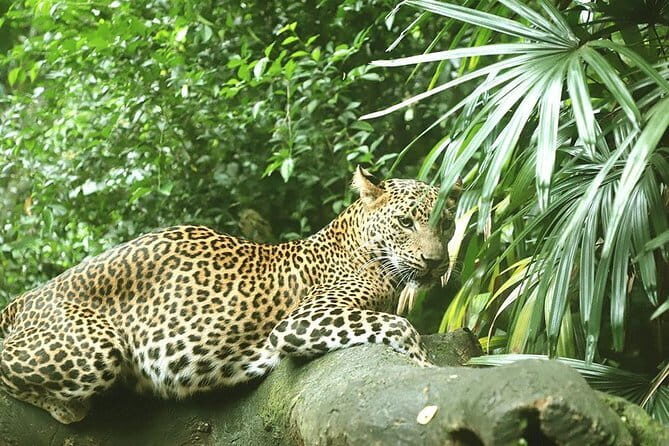 7 Days Sri Lanka Culture and Nature Private Tour from Colombo - Final Thoughts