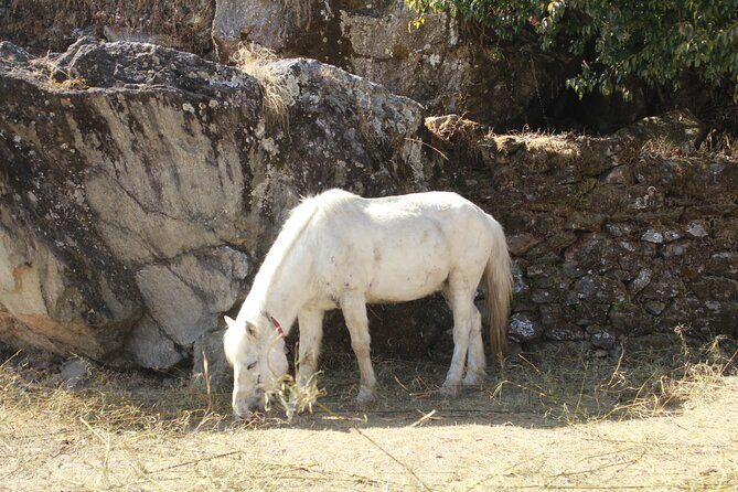 7 Days Tour on Poon Hill Trek and Chitwan Jungle Safari - Discovering Nepal in a Week: What’s Included and What to Expect