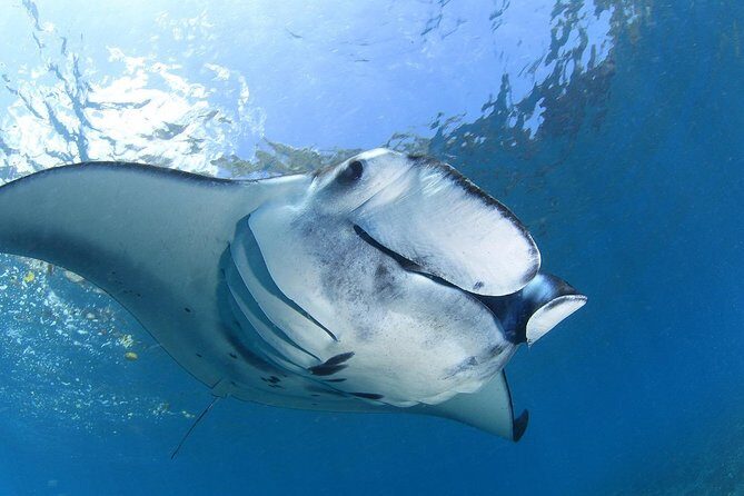 7 Fun Dives in Nusa Lembongan (for certified divers) - Premium Value Package - Detailed breakdown of what to expect