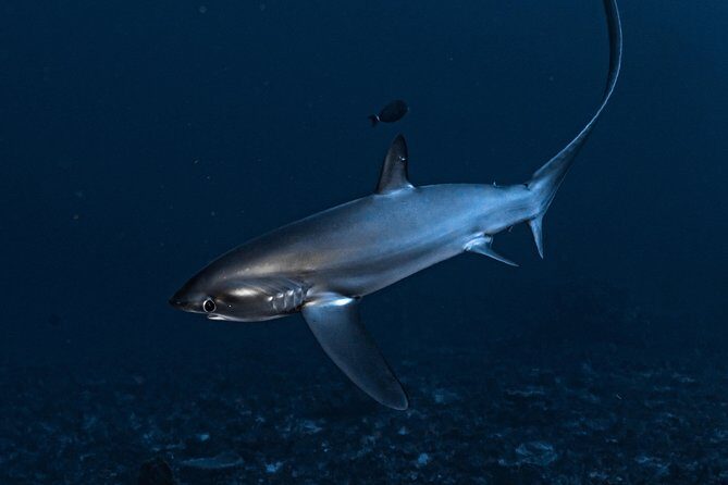 7 Fun Dives in Nusa Lembongan (for certified divers) - Premium Value Package - The Sum Up